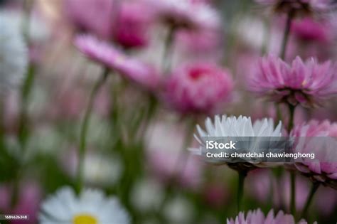 종이 데이지 Rhodanthe 국화과 태양 광선 또는 분홍색 종이 데이지 속 호주 식물 호주 분홍색과 흰색 영원한 데이지 밀짚 꽃 및 종이 데이지의 봄 배경 꽃 식물에 대한