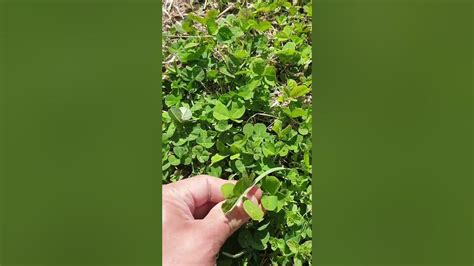 23년4월8일 네잎클로버 찾기 Feat 다섯잎클로버 Youtube