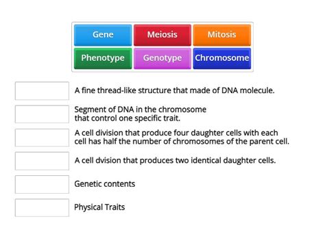 Genetic Vocabulary Match Up Genetic Vocabulary Match Up