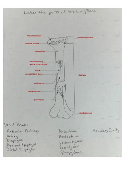 Color Coded Bone Diagrams Anatomy Stuvia Us