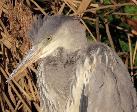 Solve Young Great Blue Heron Jonge Reiger Jigsaw Puzzle Online With