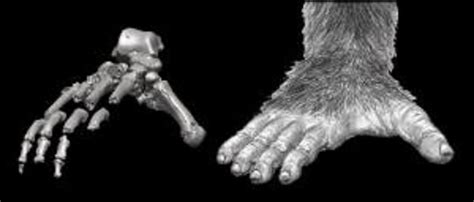 Milestones Of Human Evolution From Paeontology And Bioinformatics