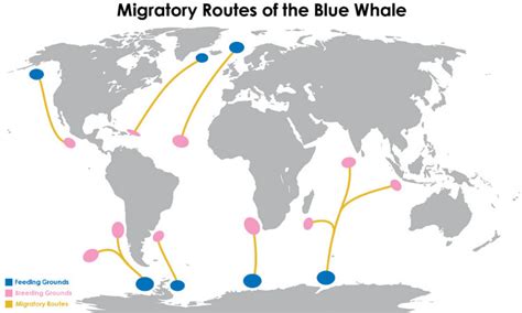 10 Facts About Blue Whales That Will Leave You Speechless