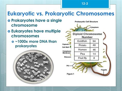 Chapter 12 Dna And Rna Ppt Download