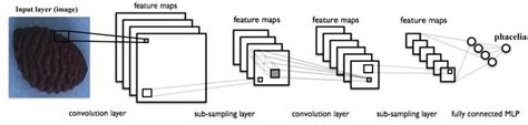 Typical Architecture Of Convolutional Neural Network Download