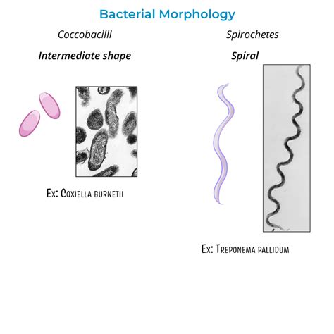 What Is Bacteria Types Structure Shapes Morphology
