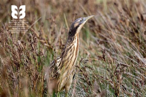 The Matuku Bittern Workshop And Field Visit — Predator Free Hauraki