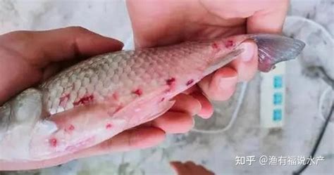 又到了水霉病高发的季节泼洒渔有福百草美净帮您 知乎