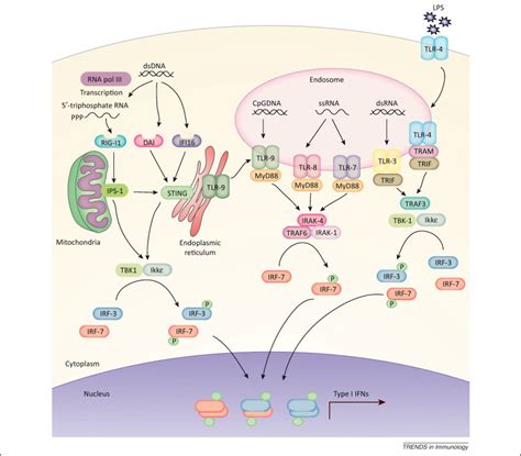 Type I Interferon Response And Innate Immune Sensing Of Cancer Trends In Immunology