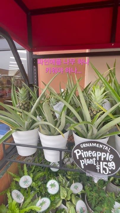 파인애플 나무 Youtube