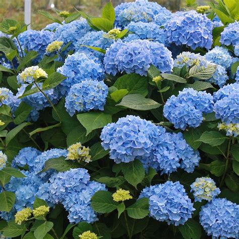 The Hydrangea Flower A Guide To Growing And Caring For These Beautiful