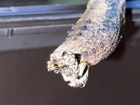 Should A Cacoon Look Like This R Butterfly