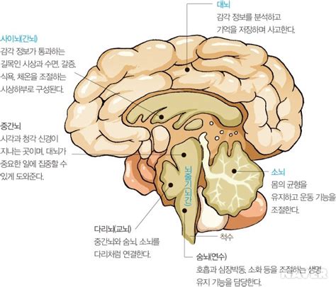 두부외상 두부의 해부학적 구조 두개골 뇌막 뇌 네이버 블로그