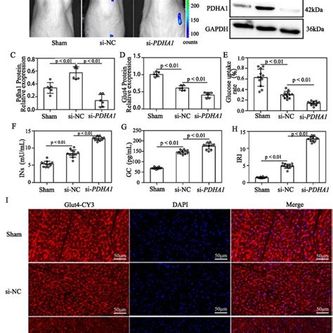 Effects Of Down Regulating The Expression Of Pdha1 On Myocardial