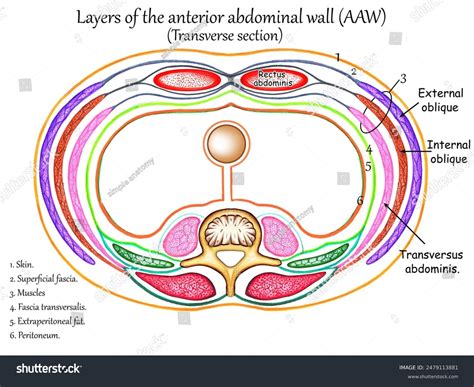 Layers Anterior Abdominal Wall Transverse Sectionrectus Stock Illustration 2479113881 Shutterstock