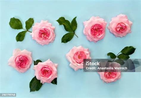 아름 다운 꽃 분홍색 장미 통하고 있는 파란 종이 배경 평면도 평면도 공휴일에 대한 스톡 사진 및 기타 이미지 공휴일 구도 긍정적인 감정 표현 Istock