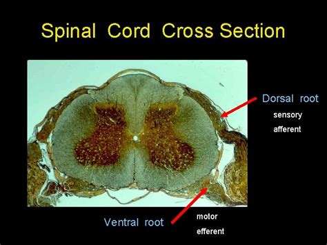 Spinal Cord Organization January 9 2008 Spinal Cord