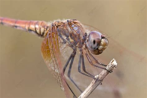 Dragonfly Details Microscope Details Scientific Photo Background And Picture For Free Download