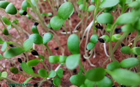 Как выращивать микрозелень щавеля в домашних условиях из семян