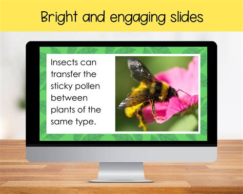 Life Cycle Of A Flowering Plant Google Slides Presentation For Teachers Bean Life Cycle