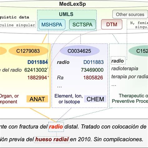 Example Of Umls Augmented Lexicon To Manage Terminological Variation Download Scientific