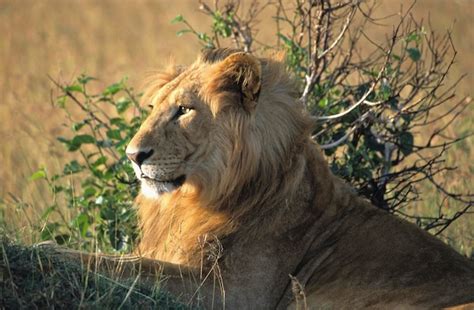 Premium Photo Lion Panthera Leo