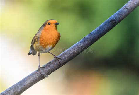 Robin Foto De Stock Imagem De Vara Daylight Colorido