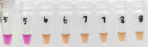 Rna Colorimetric Lamp Assay Kit Plus Lyophilized 10 25 Ul Reactions
