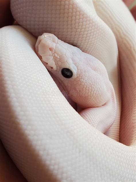 Python Teeth