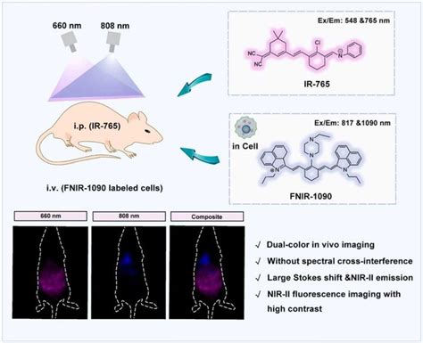 染料探针 实现体内无创、实时、双色nir Ii成像的近红外荧光探针 知乎