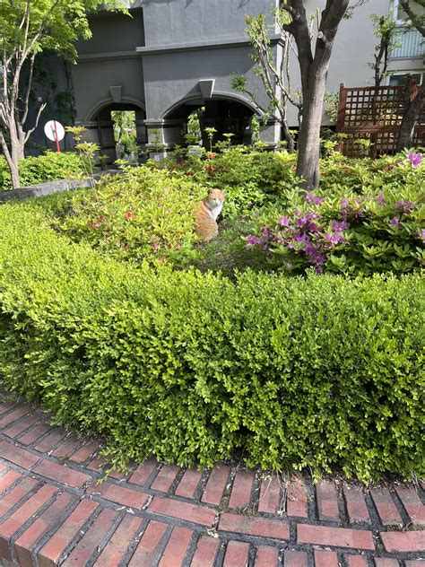 길냥 집냥 혐오하는 사람으로서 길냥 유머 움짤 이슈 에펨코리아