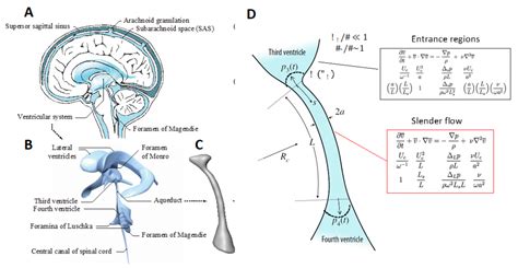 Cerebrospinal Flow Dynamics Multiscale Flow Physics