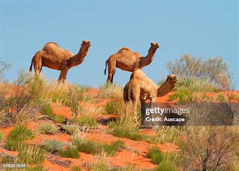 Feral Camels Australia Photos And Premium High Res Pictures Getty Images