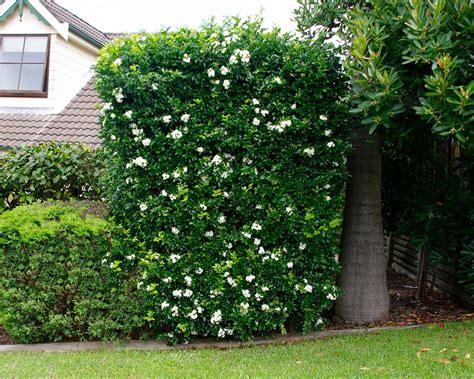 Murraya Paniculata Orange Jasmine Mock Orange Seeds X20 Ole