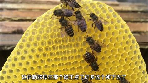 春繁期间蜜蜂造脾就是快，才坠脾没几天，就重新造出新脾还产子了 Youtube
