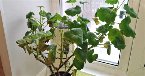 როგორ მოვიქცეთ თუ ჩვენს ოთახის გერანებს ფოთლები უხმება