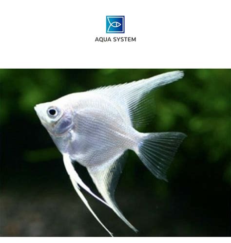 플래티넘 엔젤피쉬 2마리 티몬