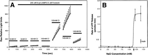 Extracellular Cl⁻ Concentration Determines The Relative Activity Of