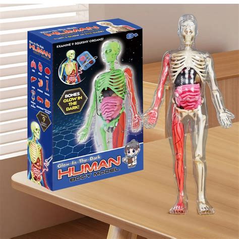Набір будова тіла людини 3д модель тіла скелет 550 грн Набори для творчості Рівне на Olx