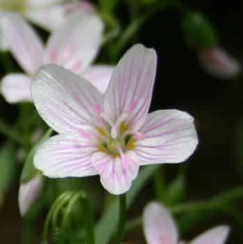 Weird Sex In Nature The Norcross Wildlife Foundation