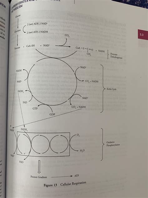 Princeton Reviews Top Tier High Yield Krebs Cycle With All The Important Details S R Mcat