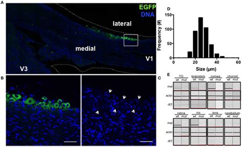 Melanopsin Is Expressed In Mouse Tg Neurons A Egfp Green Is