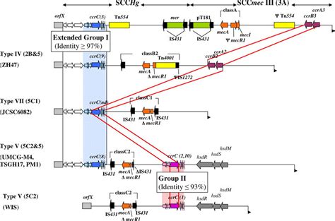 Schematic Representation Of Ccrc Containing Sccmec Elements Adapted Download Scientific