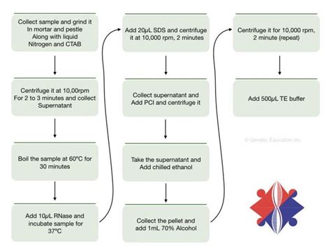 Plant Dna Extraction Using Ctab Buffer Plant Cell Education Blog