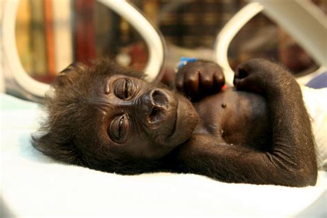 Gorilla With Down Syndrome
