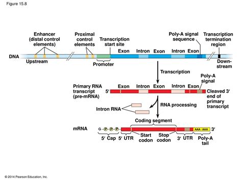 Regulation Of Gene Expression Ppt Download