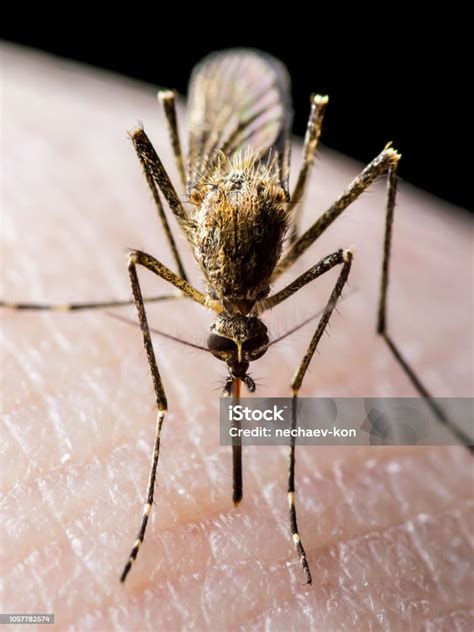 검은 배경에 황열병 말라리아 또는 Zika 바이러스 감염된 모기 벌레 물림 0명에 대한 스톡 사진 및 기타 이미지 0명 각다귀 건강관리와 의술 Istock