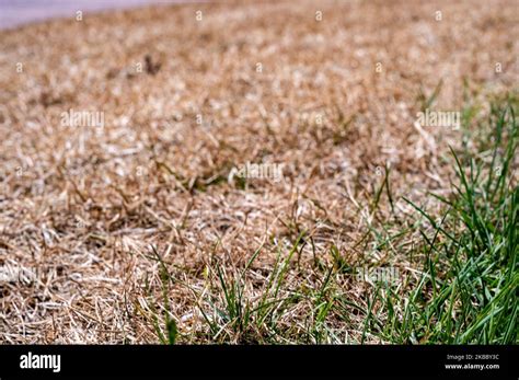 Visible Distinction Between Healthy Lawn And Chemical Burned Grass