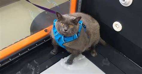 Watch Adorable Fat Cat Refuses To Use Underwater Treadmill