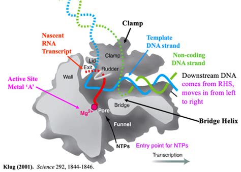 L3 Rnapii And Transcription Initiation Flashcards Quizlet